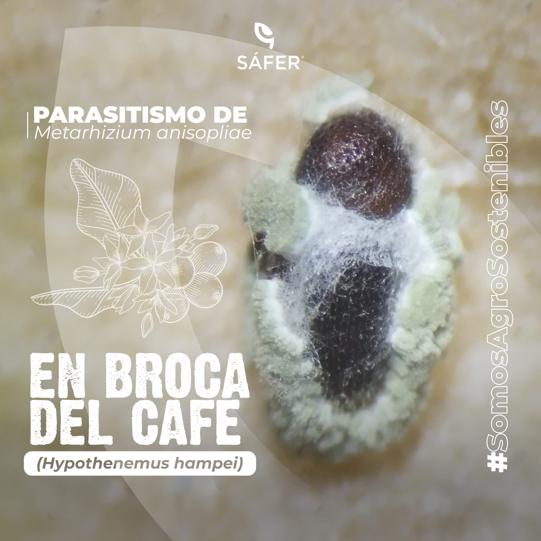 Control De broca del café (Hypothenemus hampei) - Safer