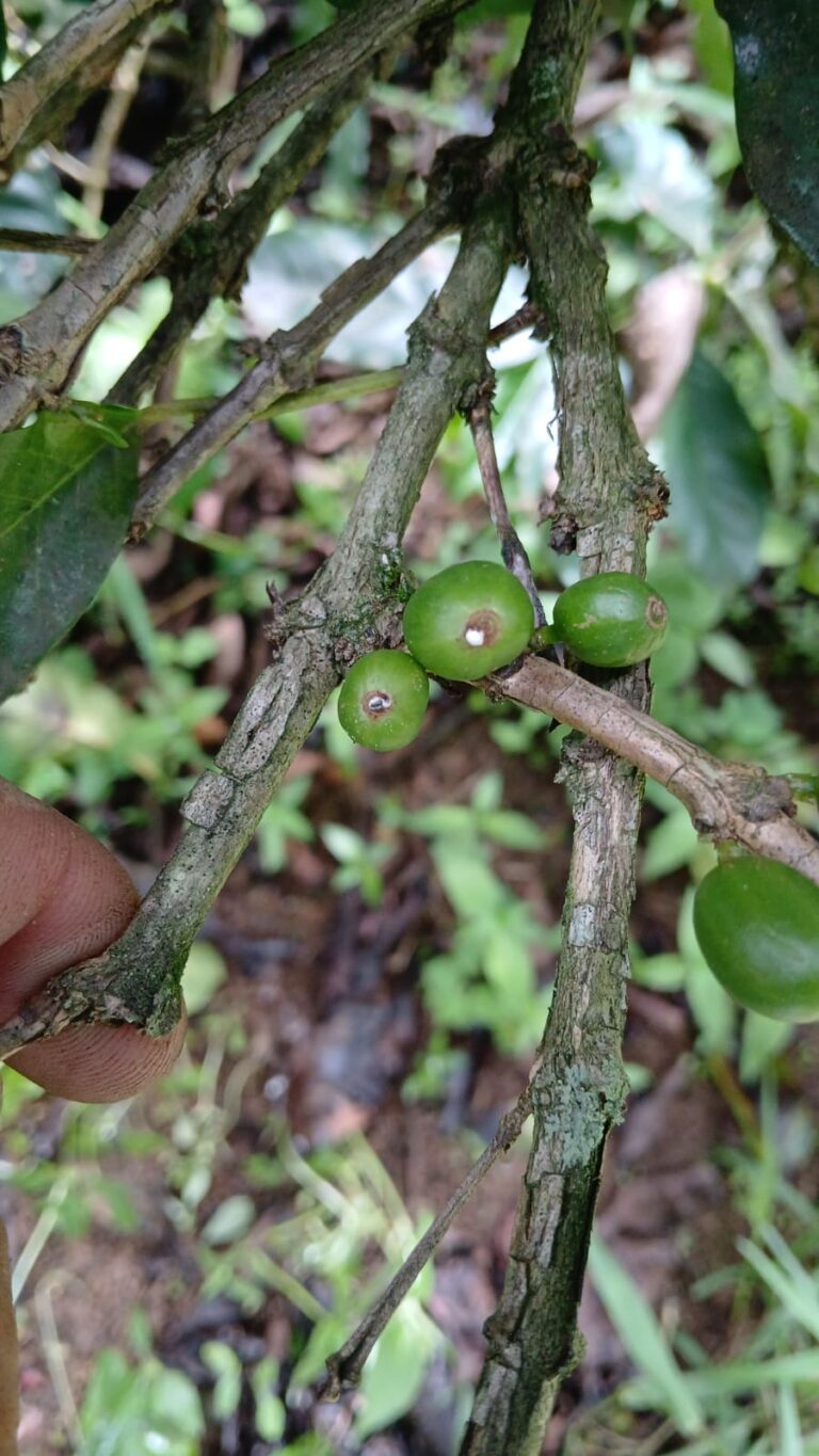 Control De broca del café (Hypothenemus hampei) - Safer